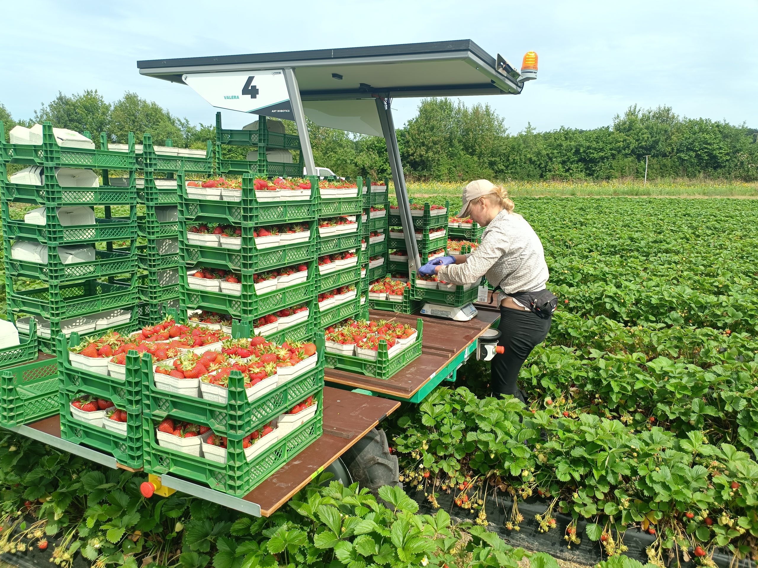 VALERA FLEX Harvest Robot | Robot Solutions Pty Ltd